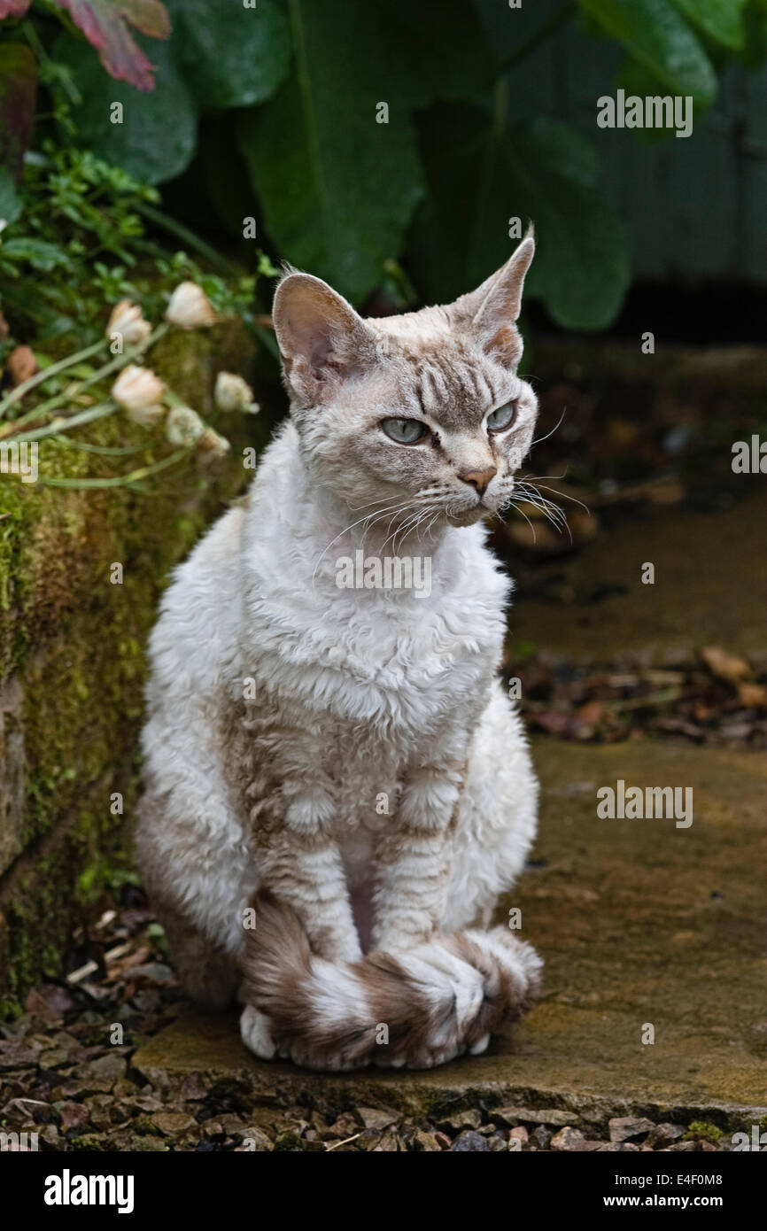 Adult cat sat in garden Stock Photo - Alamy