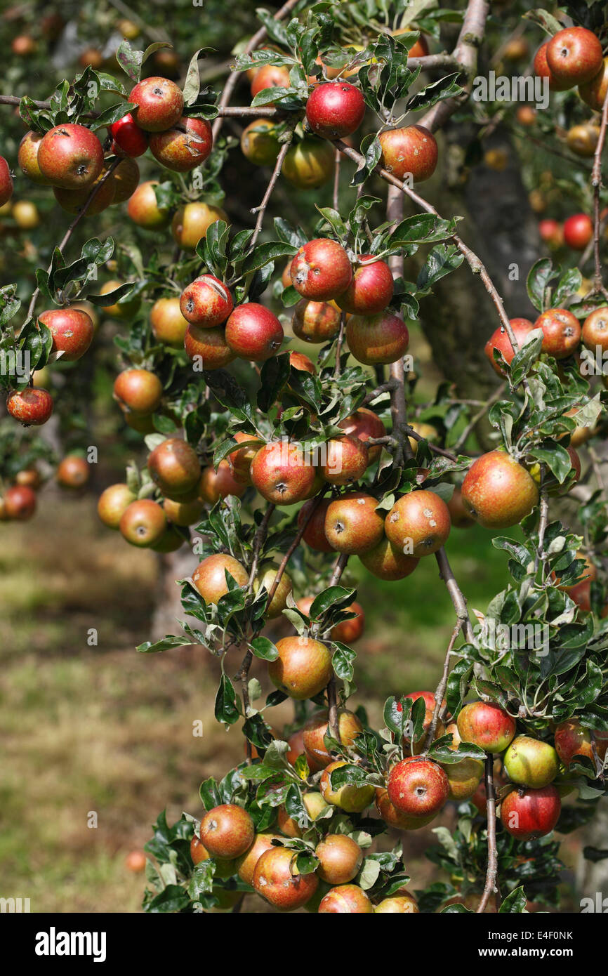 Malus domestica 'New Bess Pool' apple tree with ripe fruit Stock Photo ...