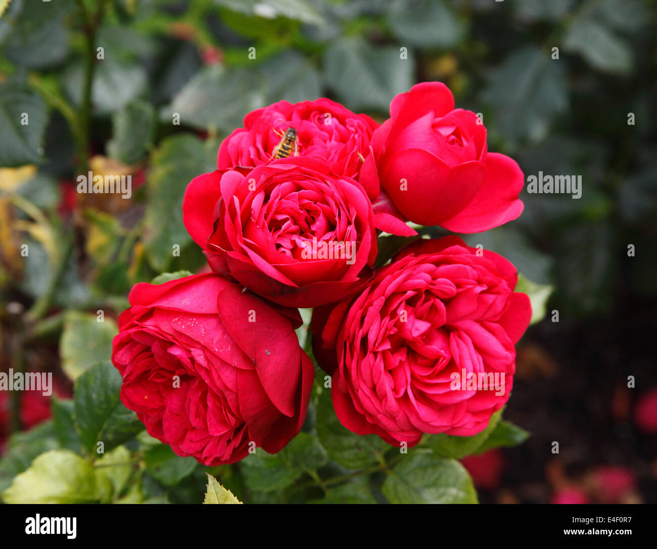 Rosa 'Hope and Glory' Rose close up of flower Stock Photo - Alamy