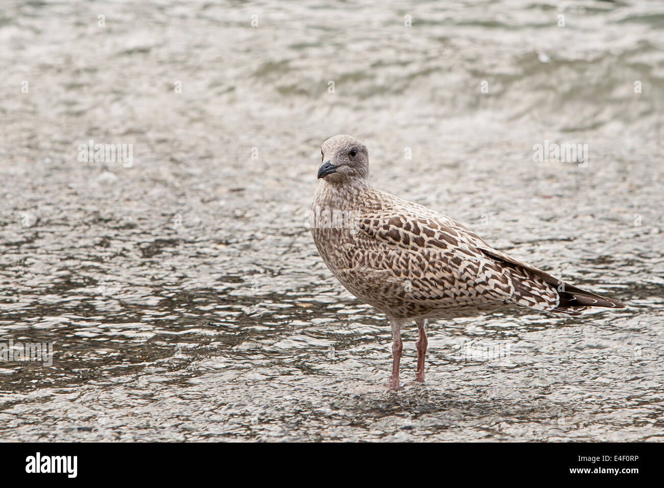 Young gull hi-res stock photography and images - Alamy