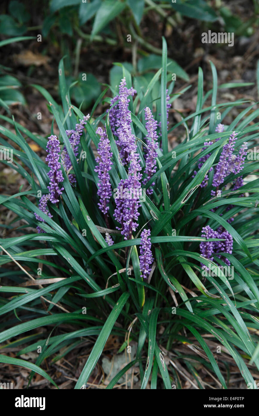 Liriope muscari plant in flower Stock Photo - Alamy