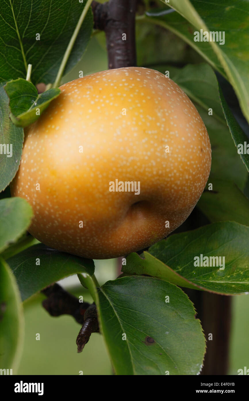 Asian pear pyrus pyrifolia hi-res stock photography and images - Alamy