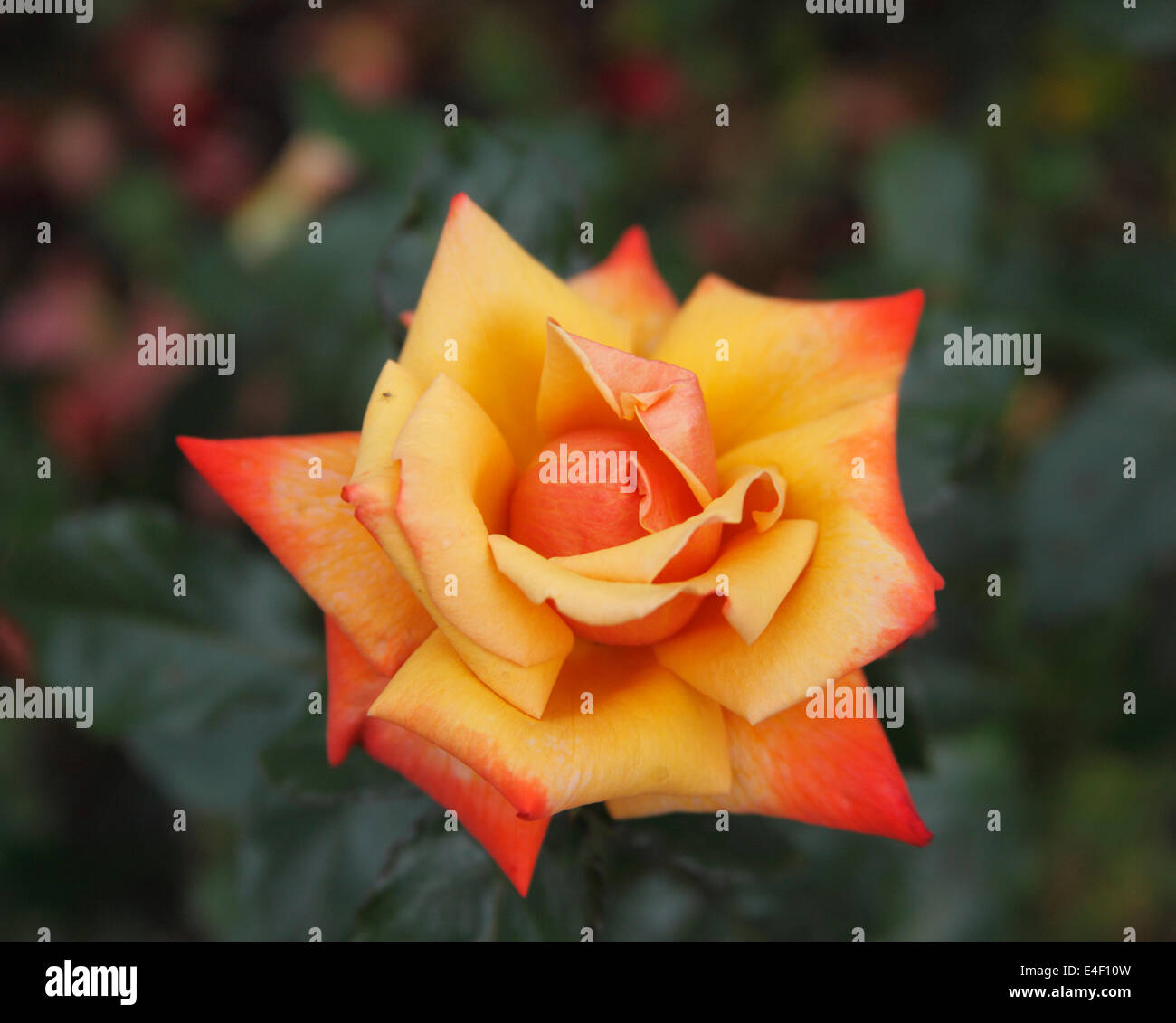 Rosa remember hi-res stock photography and images - Alamy