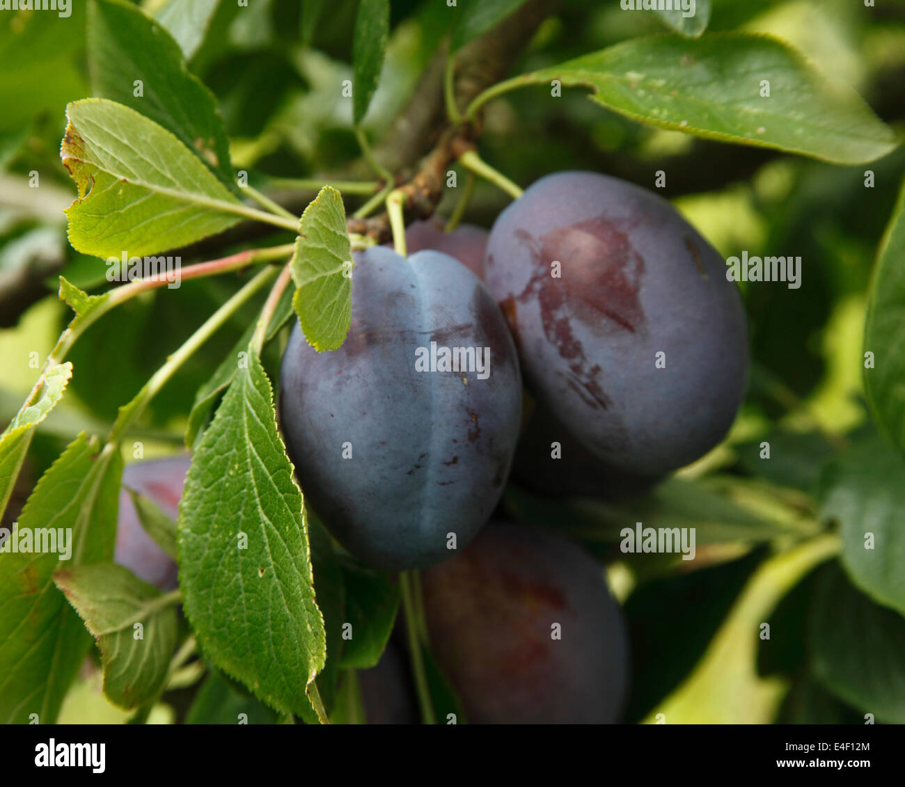Prunus domestica hi-res stock photography and images - Alamy