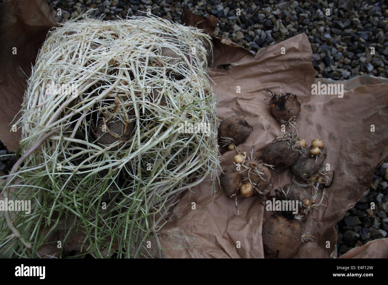 Mass produce hi-res stock photography and images - Alamy