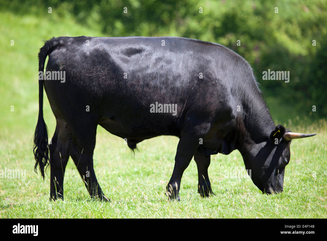 Dexter kuh hi-res stock photography and images - Alamy
