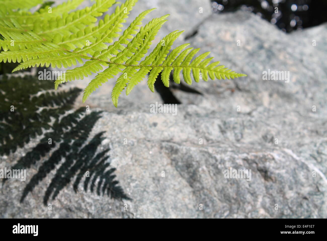 Fern and its shadow hi-res stock photography and images - Alamy