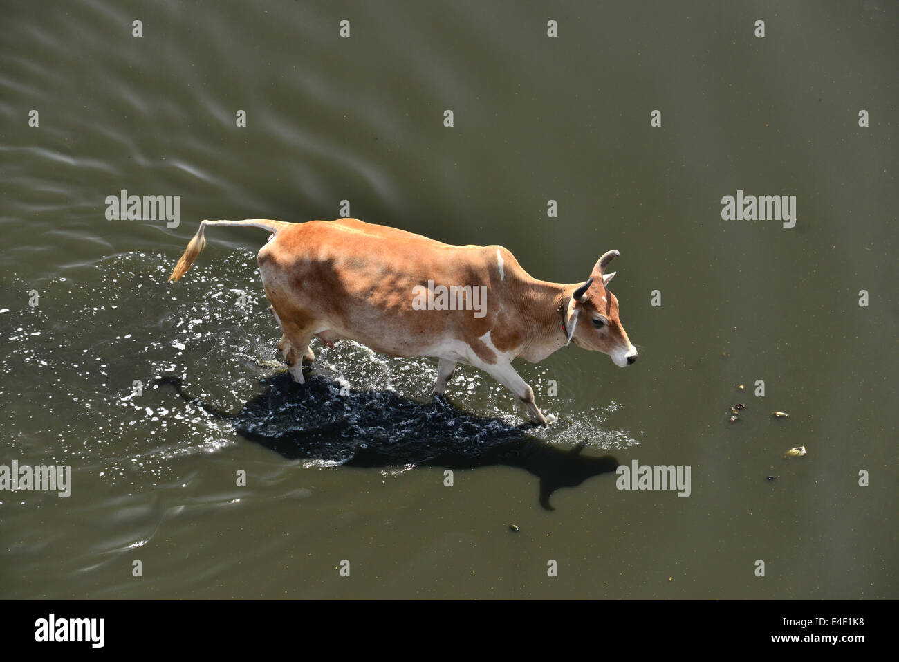 Aerial view of a cow crossing the river in Agra, India Stock Photo - Alamy