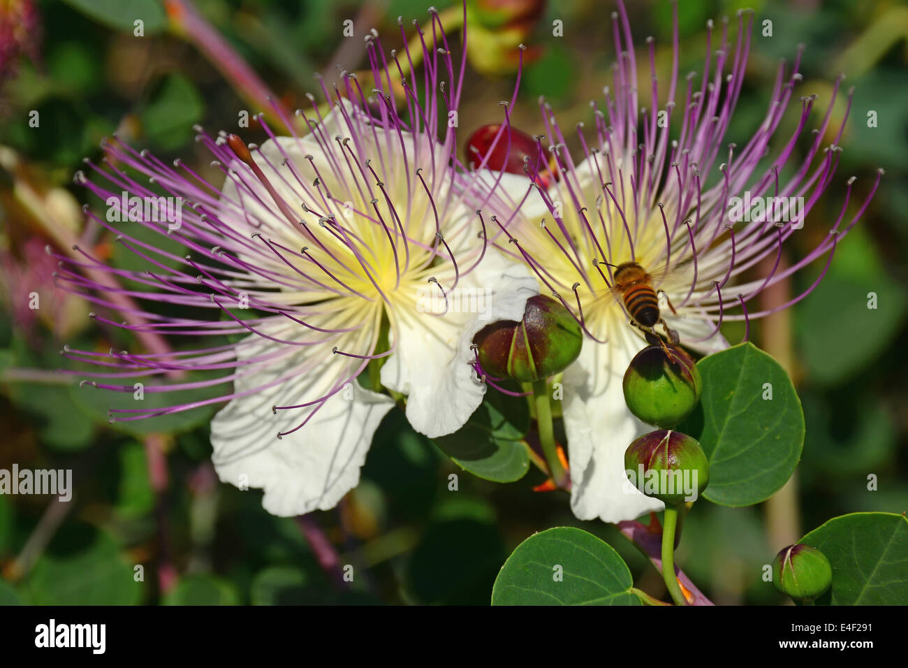 Capparis flower pollination, Capparis zoharyi Stock Photo - Alamy