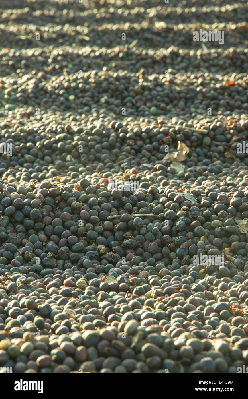 Grain drying process hi-res stock photography and images - Alamy