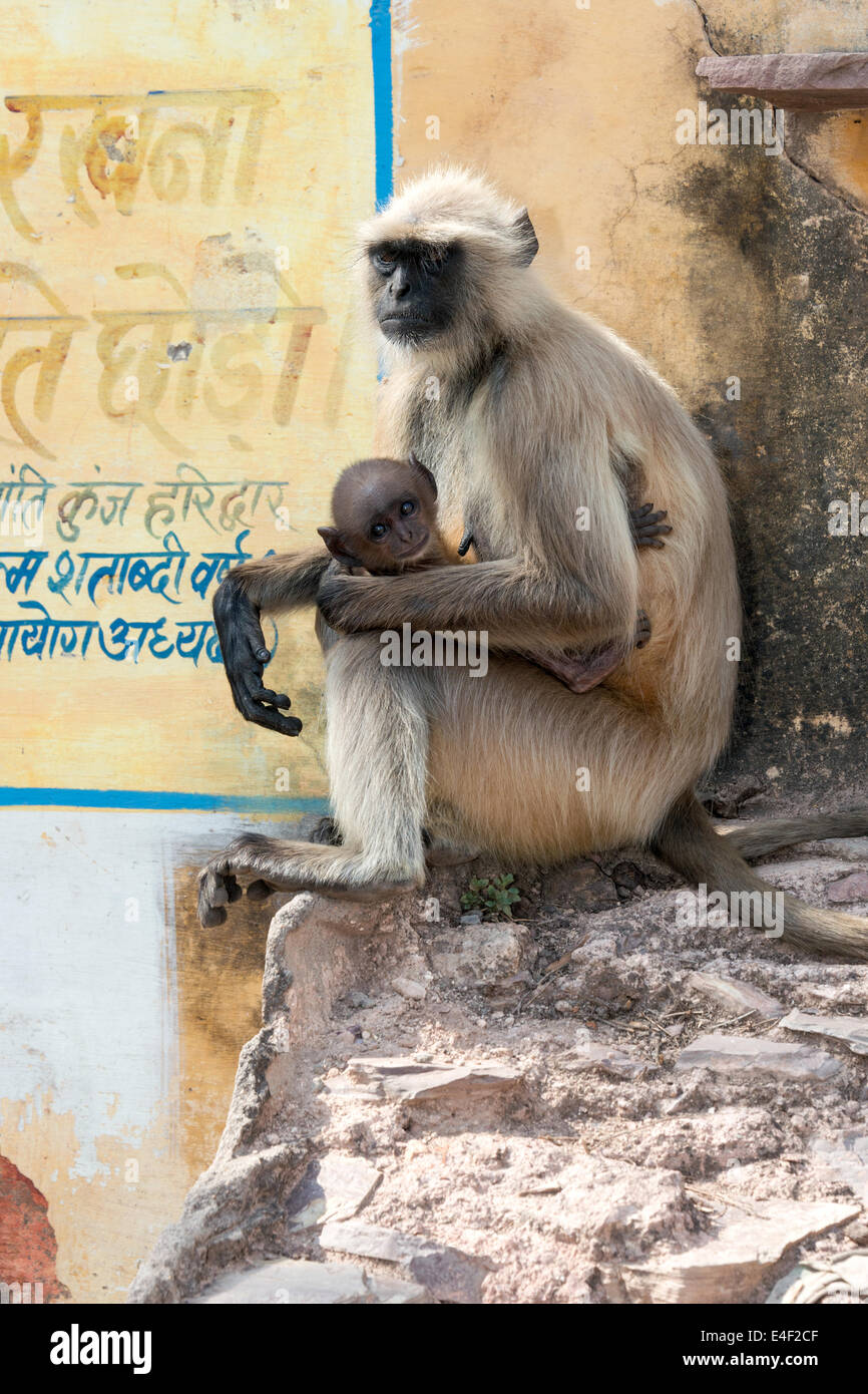 Monkey holding baby hi-res stock photography and images - Alamy
