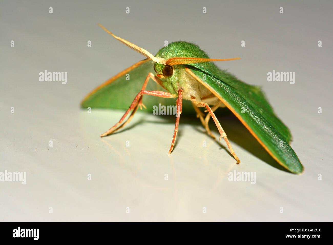 Moth antenna hi-res stock photography and images - Alamy