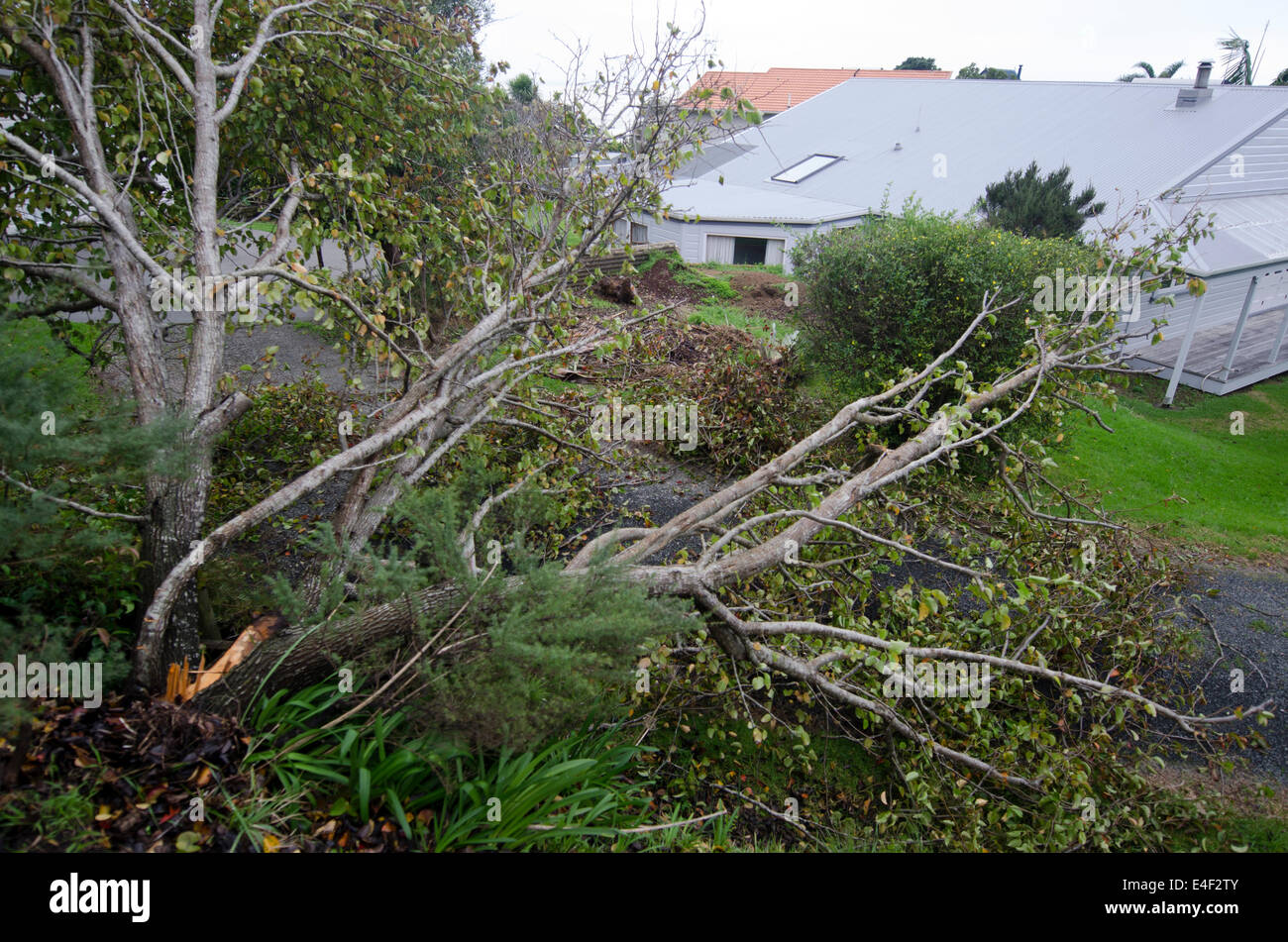 Wind Damaged Tree Stock Photos & Wind Damaged Tree Stock Images - Alamy