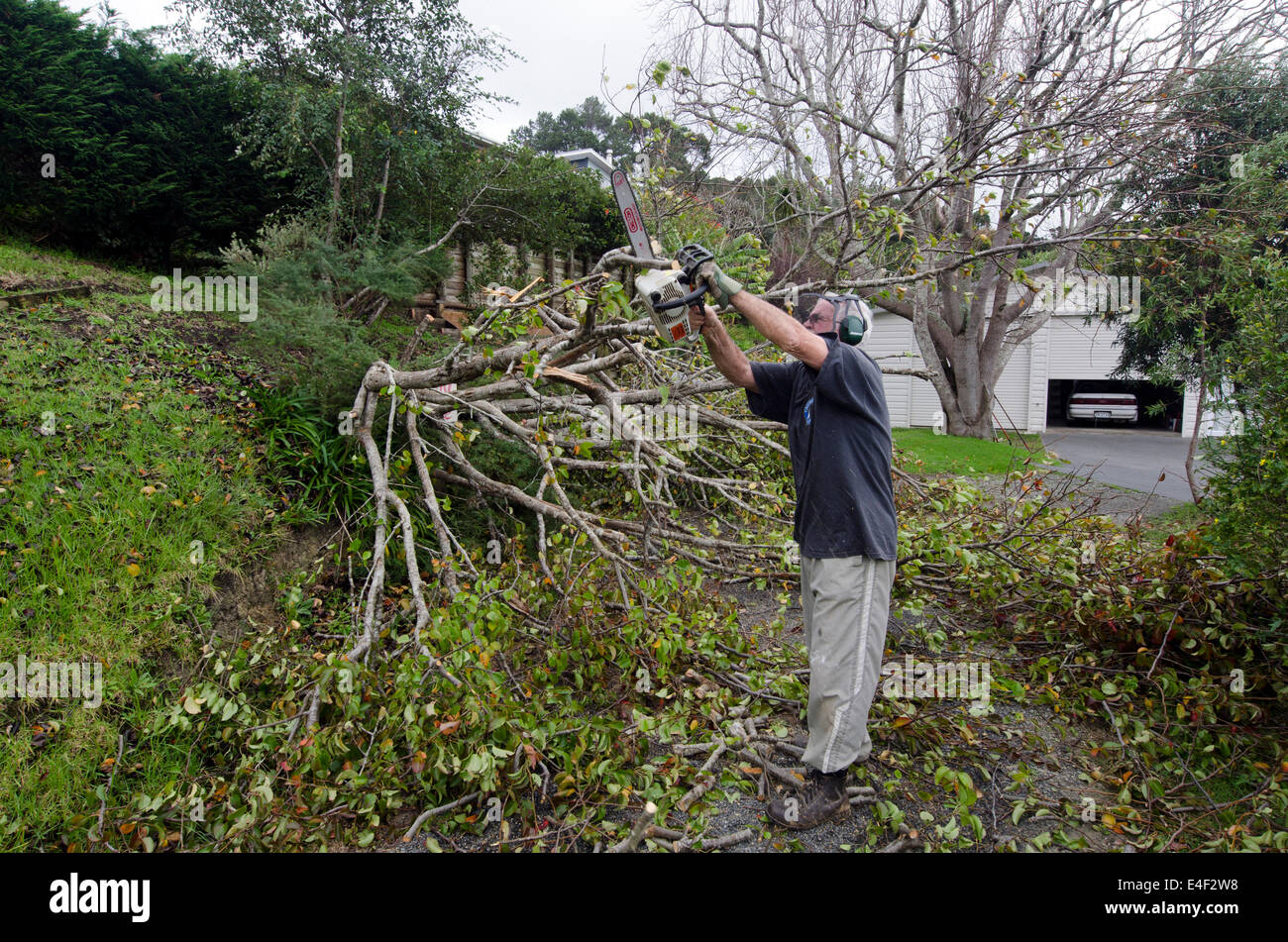 Hurricane Winds Tree High Resolution Stock Photography and Images - Alamy