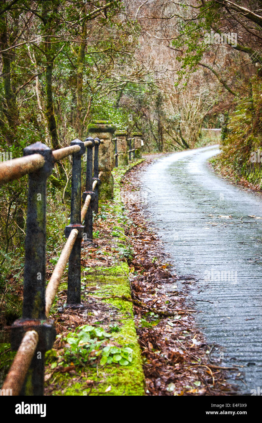 Road through forest with light beams and sun rays through green trees ...