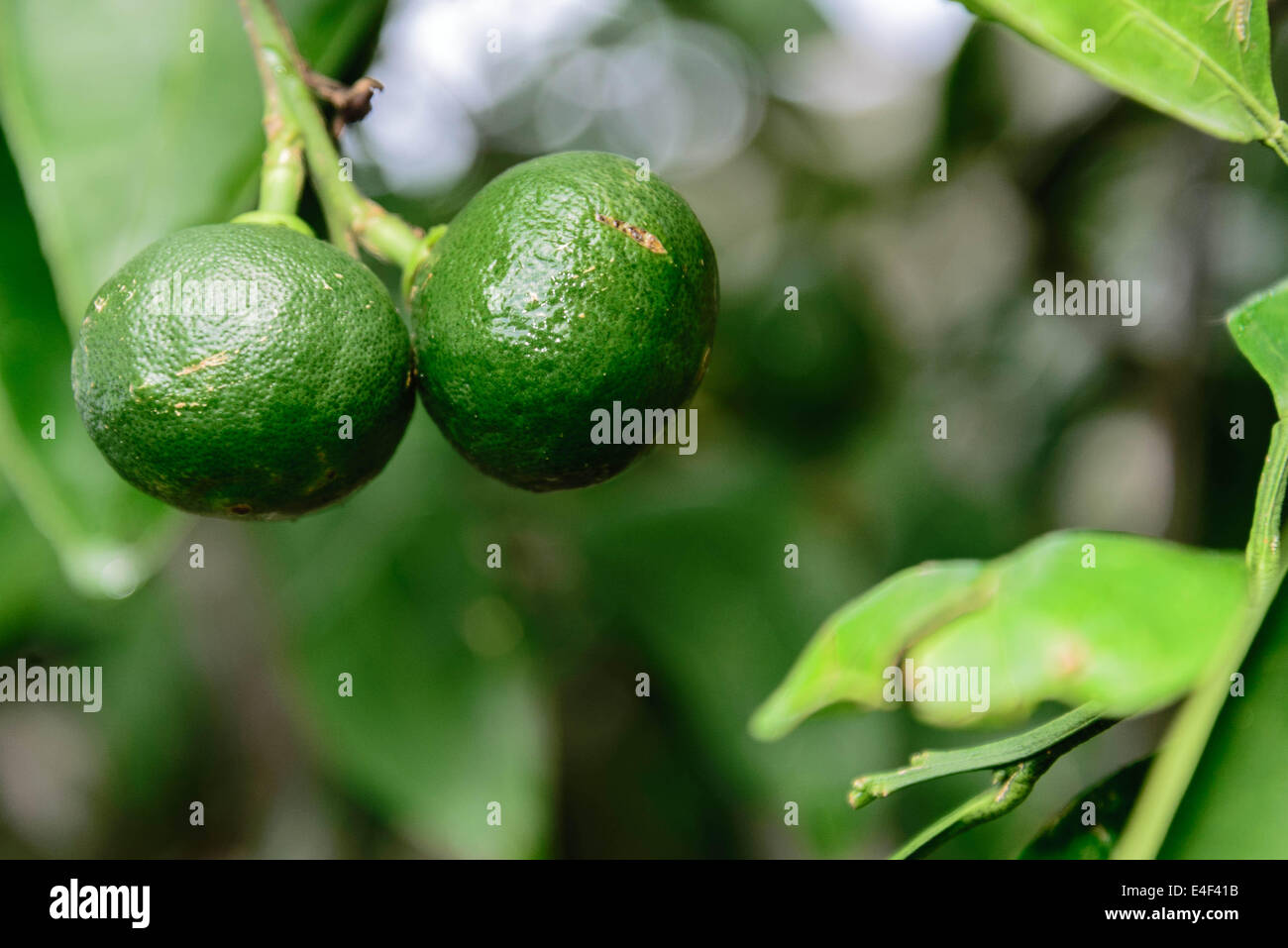 lime ripening on the tree Stock Photo - Alamy
