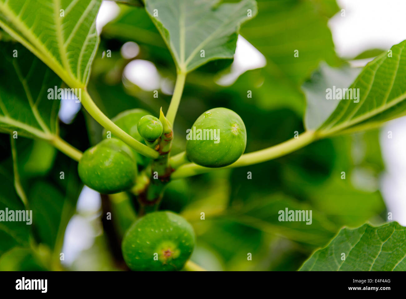 Figs on tree hi-res stock photography and images - Alamy