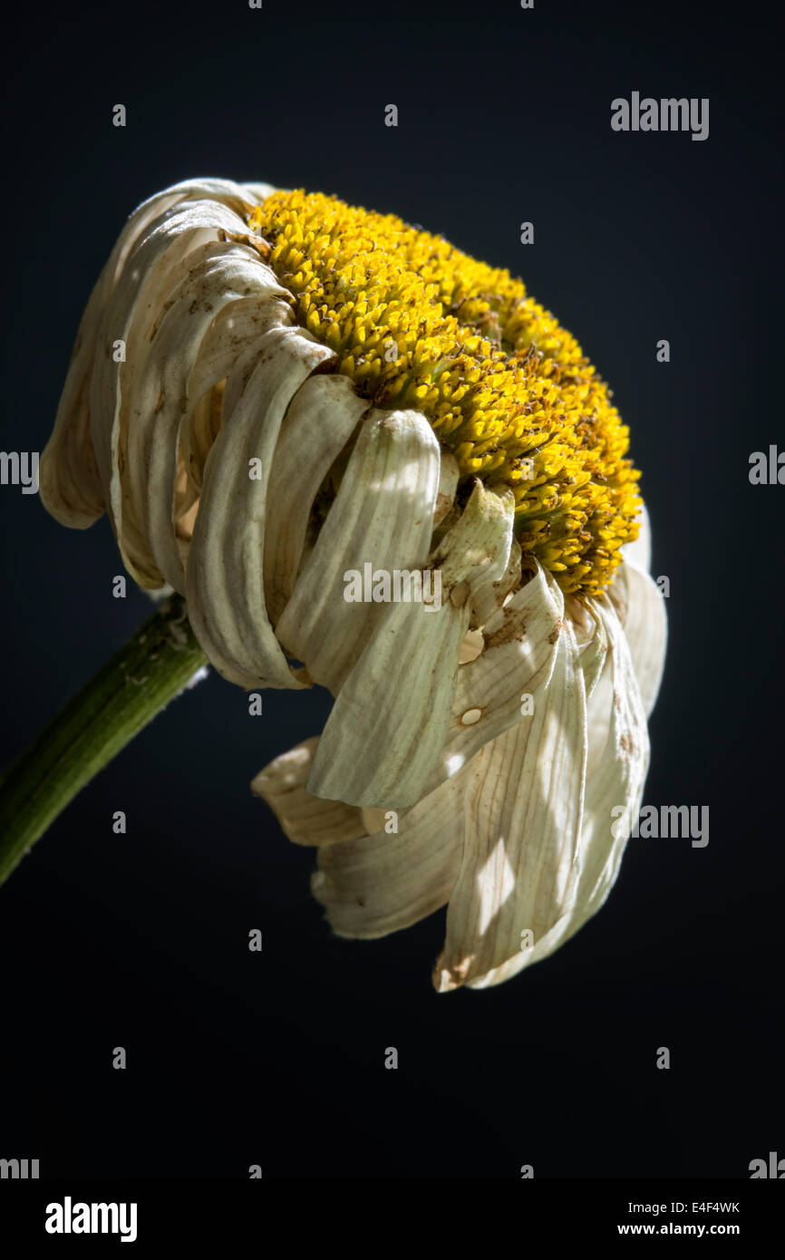Dead daisy hi-res stock photography and images - Alamy