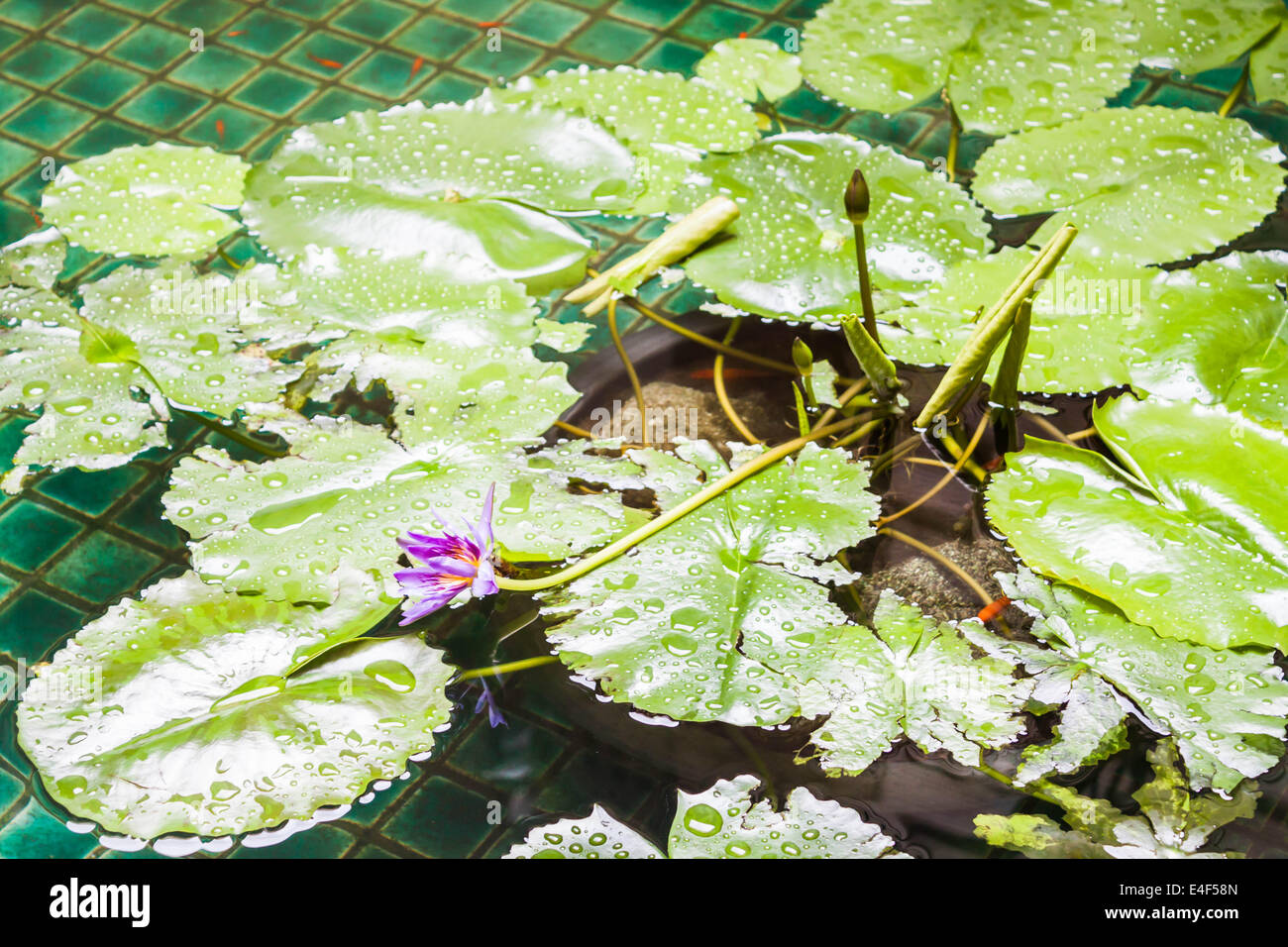After rain violet lotus in the pool Stock Photo - Alamy