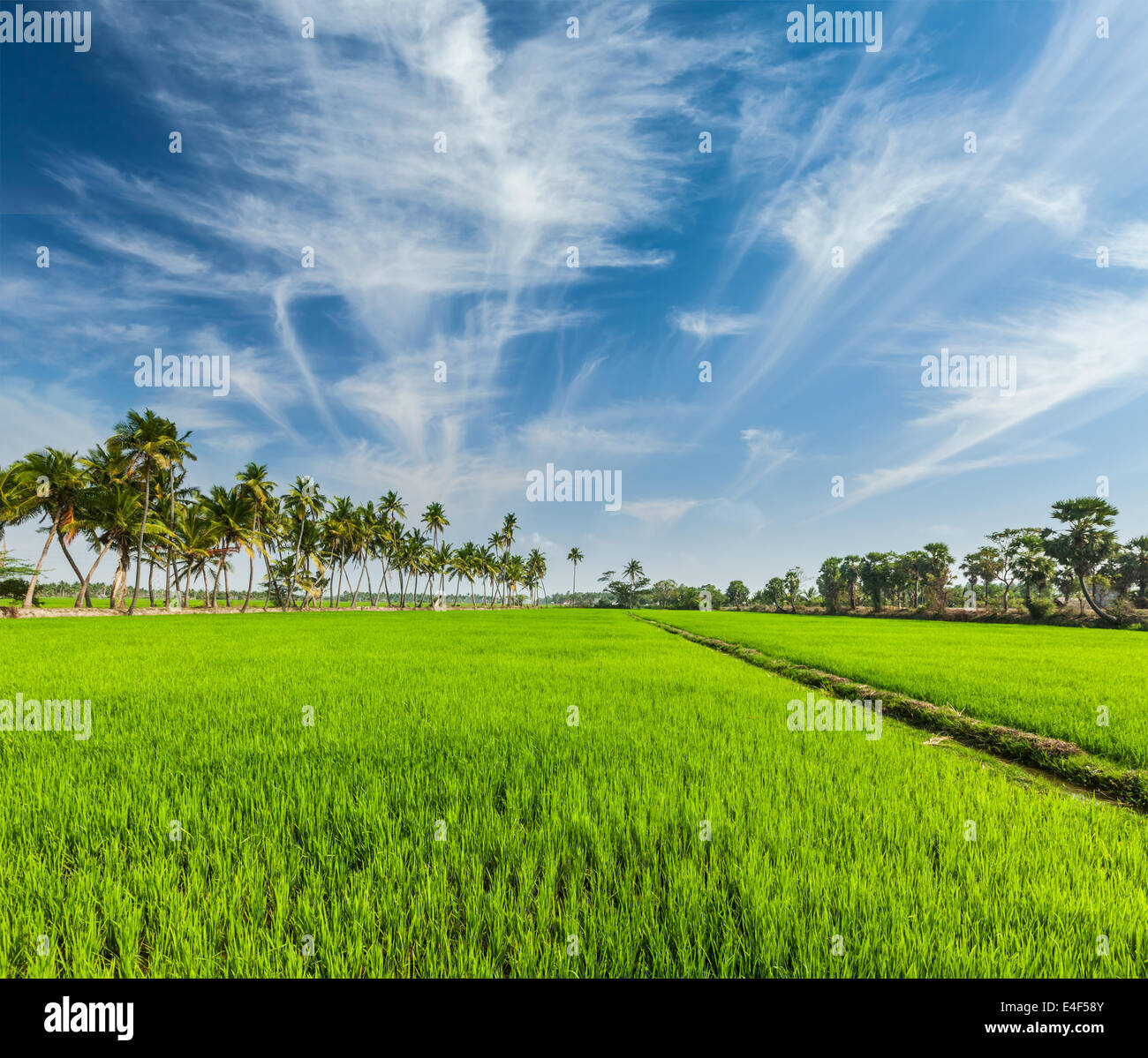 Rural Indian scene - rice paddy field and palms. Tamil Nadu, India ...