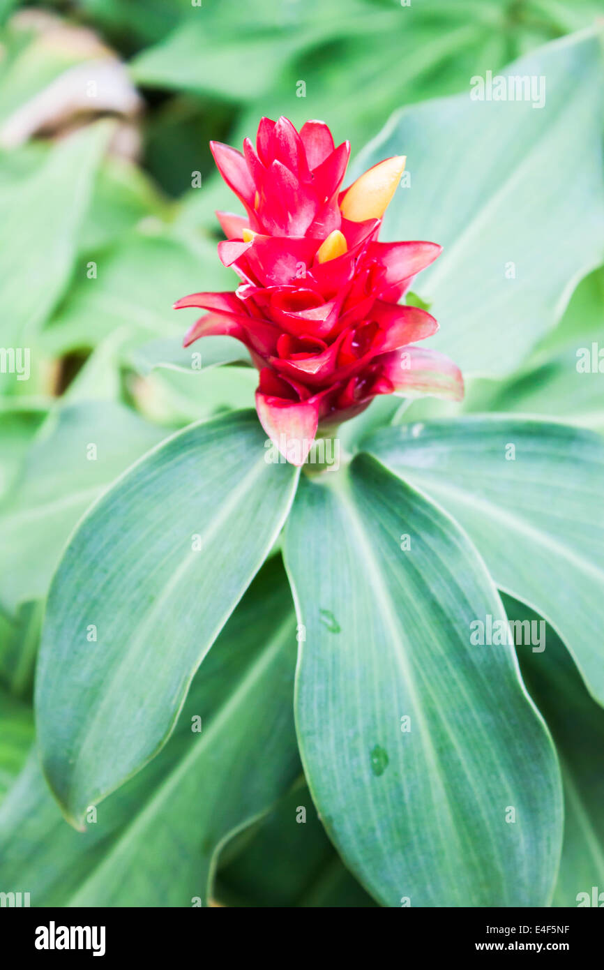 Galangal plant hi-res stock photography and images - Alamy