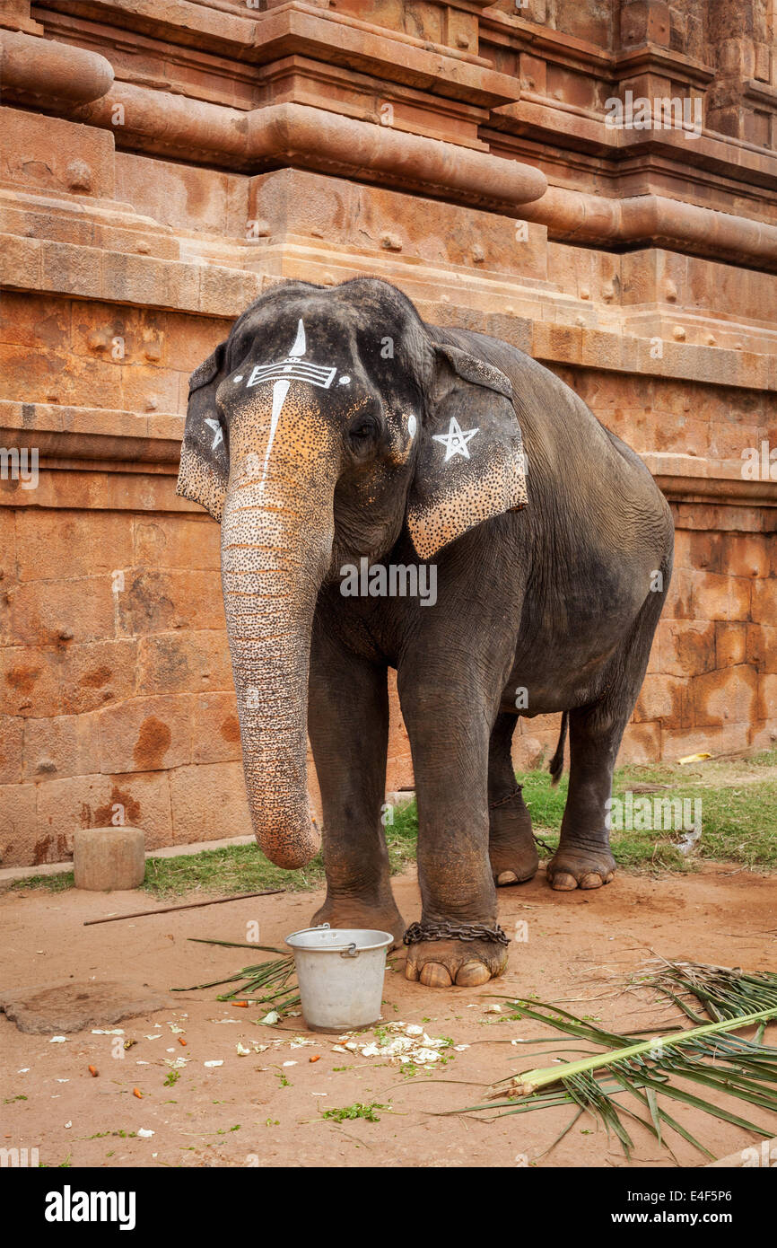 Elephant in Hindu temple Brihadishwarar Temple, Thanjavur, Tamil Nadu ...