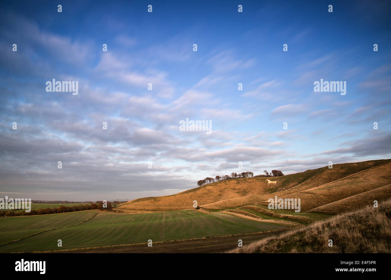 Beauitful landscape of ancient chalk white horse in hill at Cherhill in ...