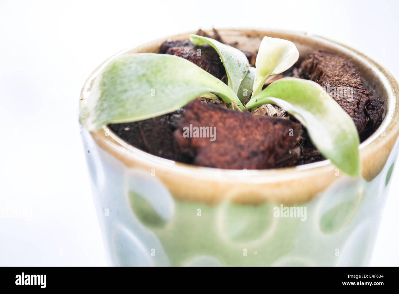 Sprout pot hi-res stock photography and images - Alamy