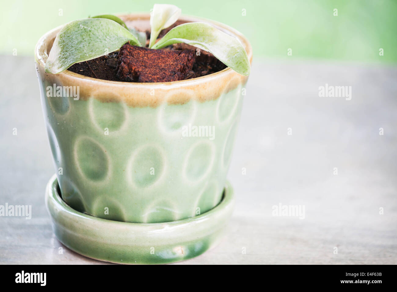 Green new sprout in ceramic plant pot Stock Photo - Alamy