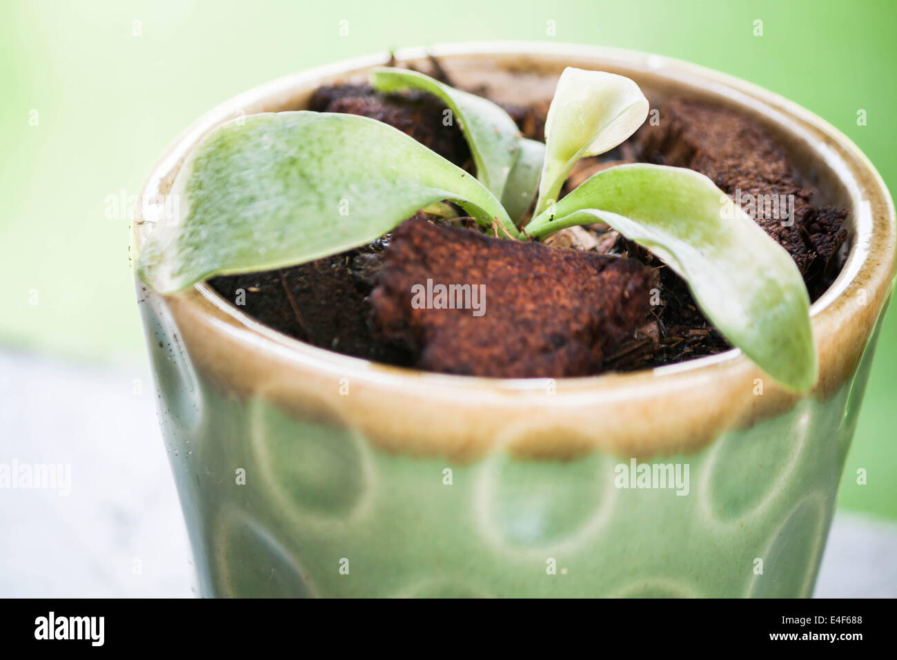 Sprout pot hi-res stock photography and images - Alamy