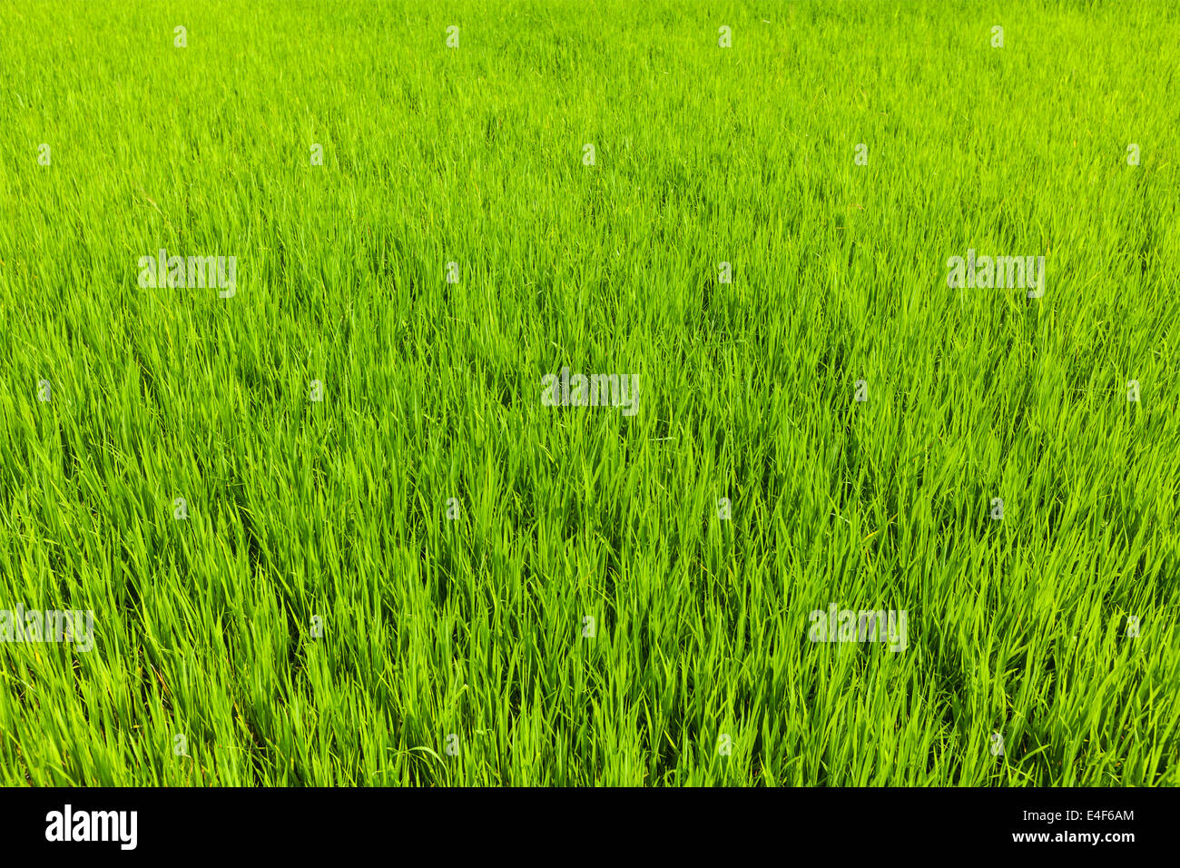 Rice paddy field close up. Tamil Nadu, India Stock Photo - Alamy