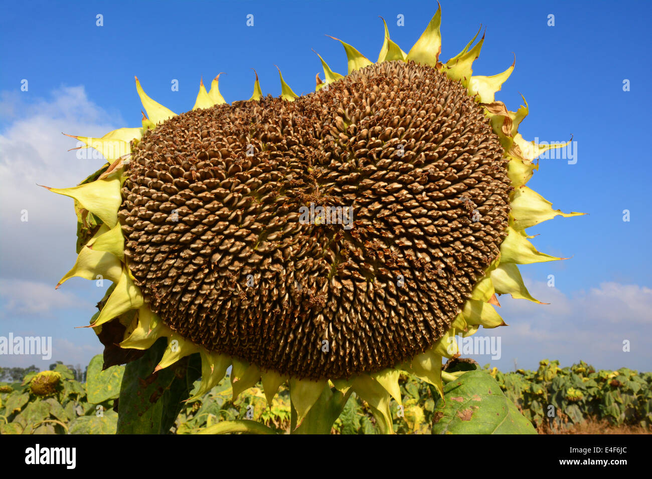 Sunflower heart hi-res stock photography and images - Alamy