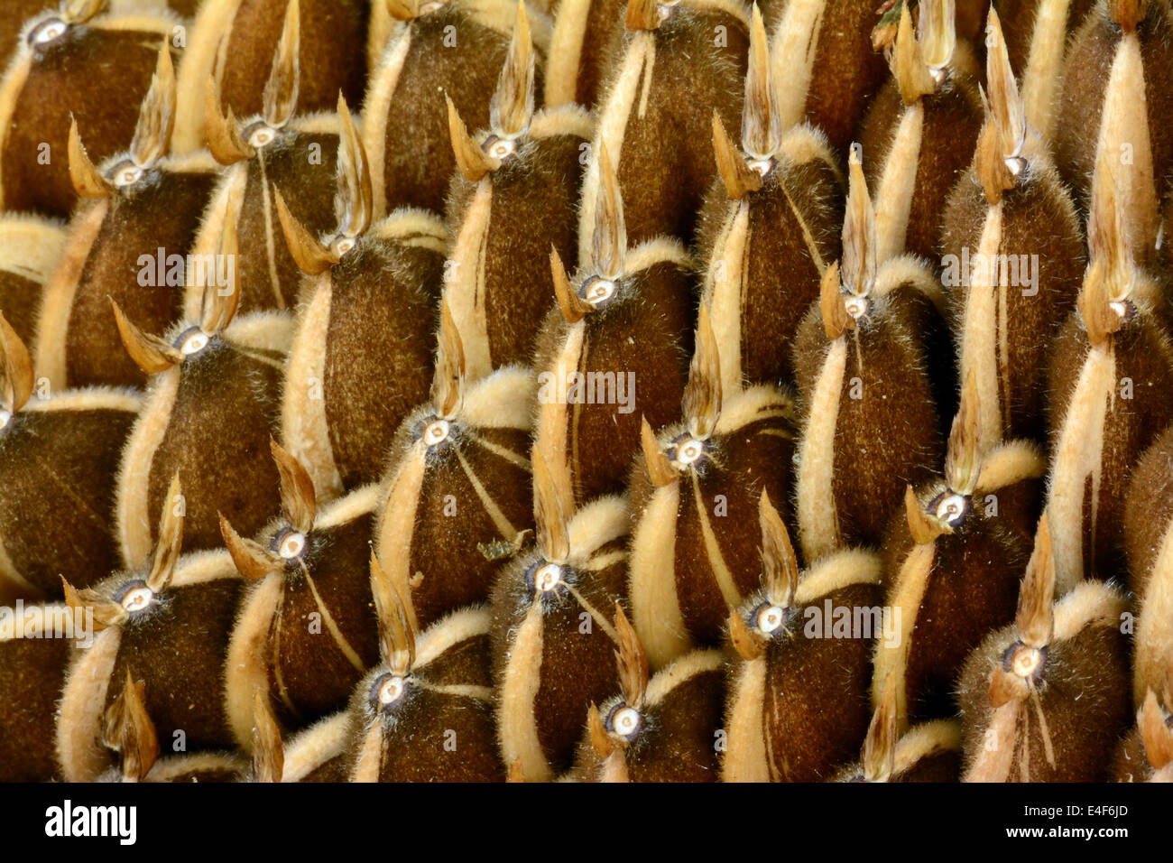 Packed seeds hi-res stock photography and images - Alamy
