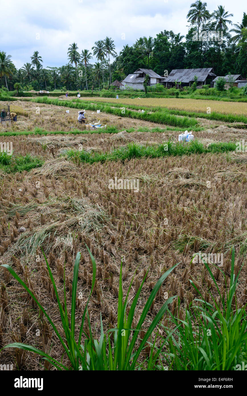 Harvesting rice bali hi-res stock photography and images - Alamy
