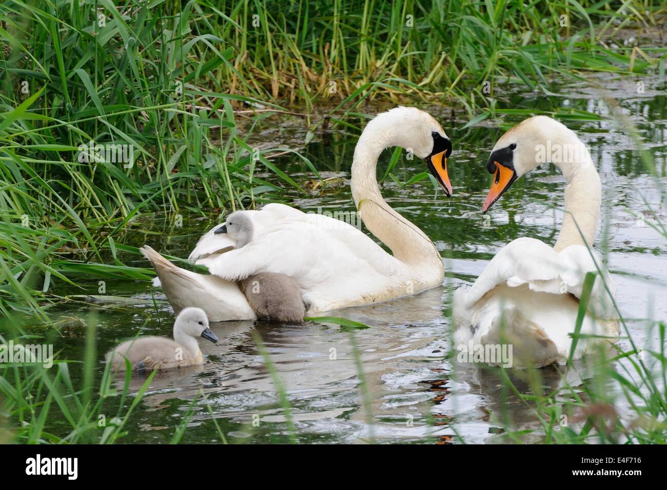 Swan with cygnets on her back hi-res stock photography and images - Alamy
