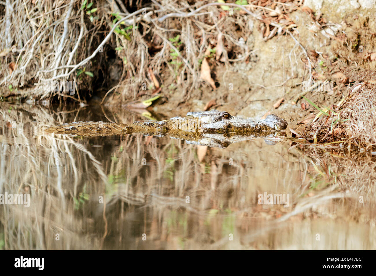 Real crocodile hi-res stock photography and images - Alamy