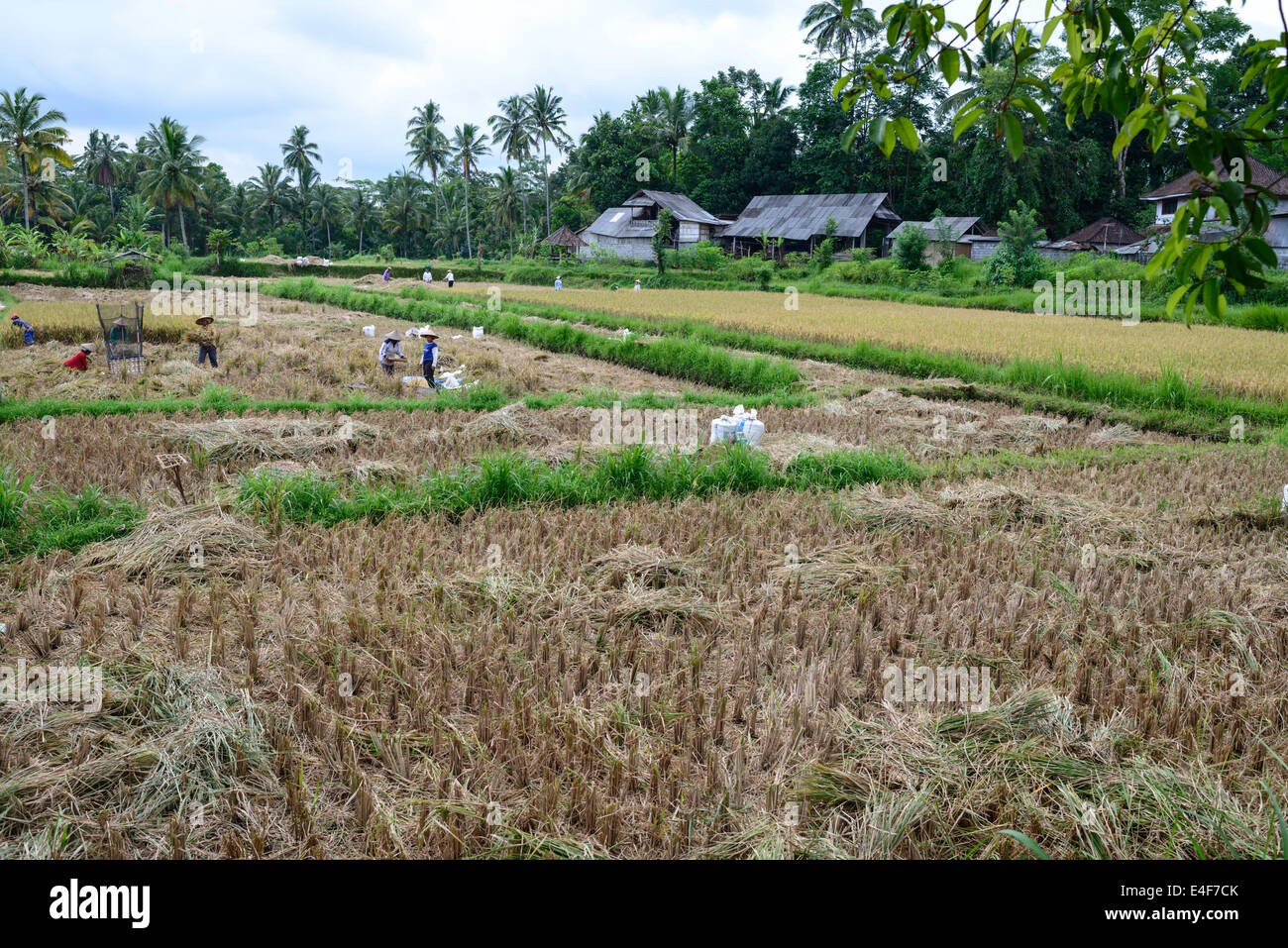 Rice harvesting Bali Indonesia Stock Photo - Alamy