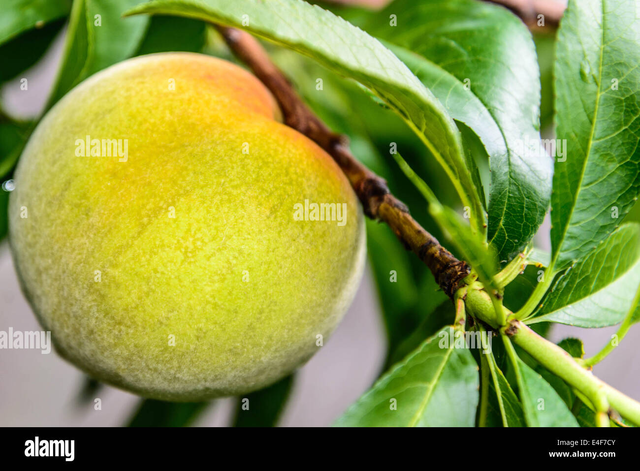 peach ripening on the tree Stock Photo - Alamy