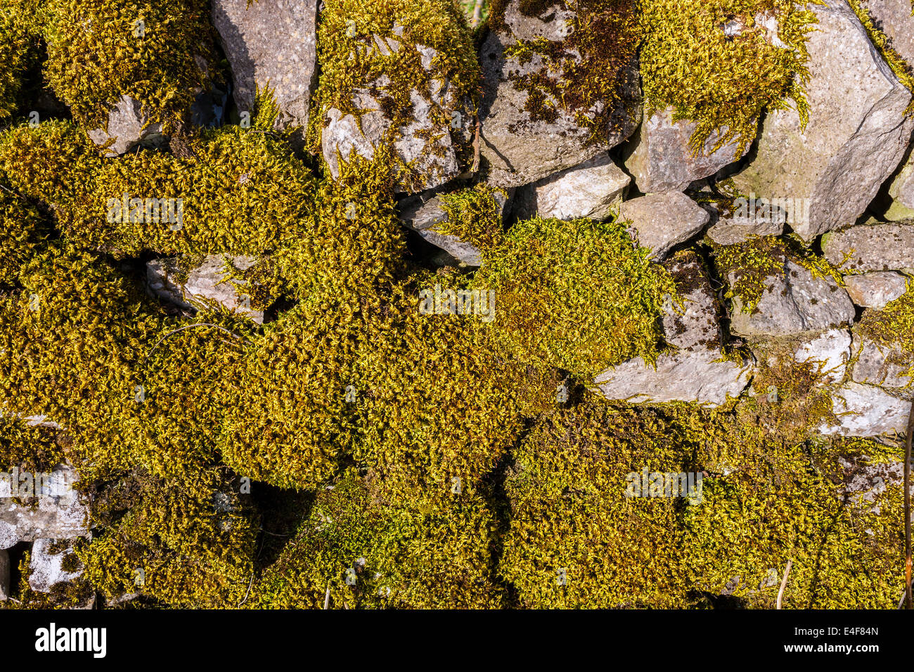 Moss dry stone wall hi-res stock photography and images - Alamy
