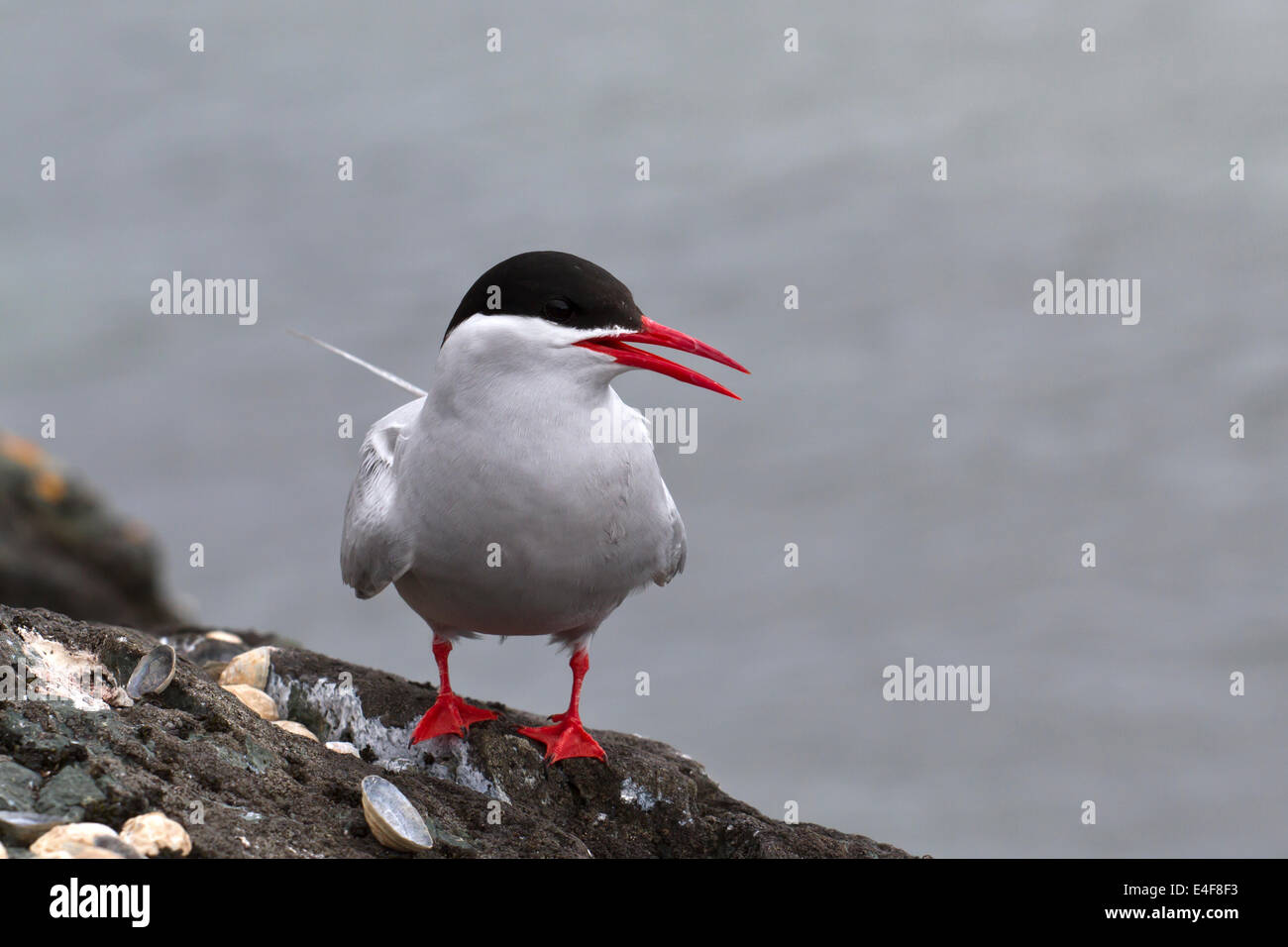 Antarctic tern hi-res stock photography and images - Alamy