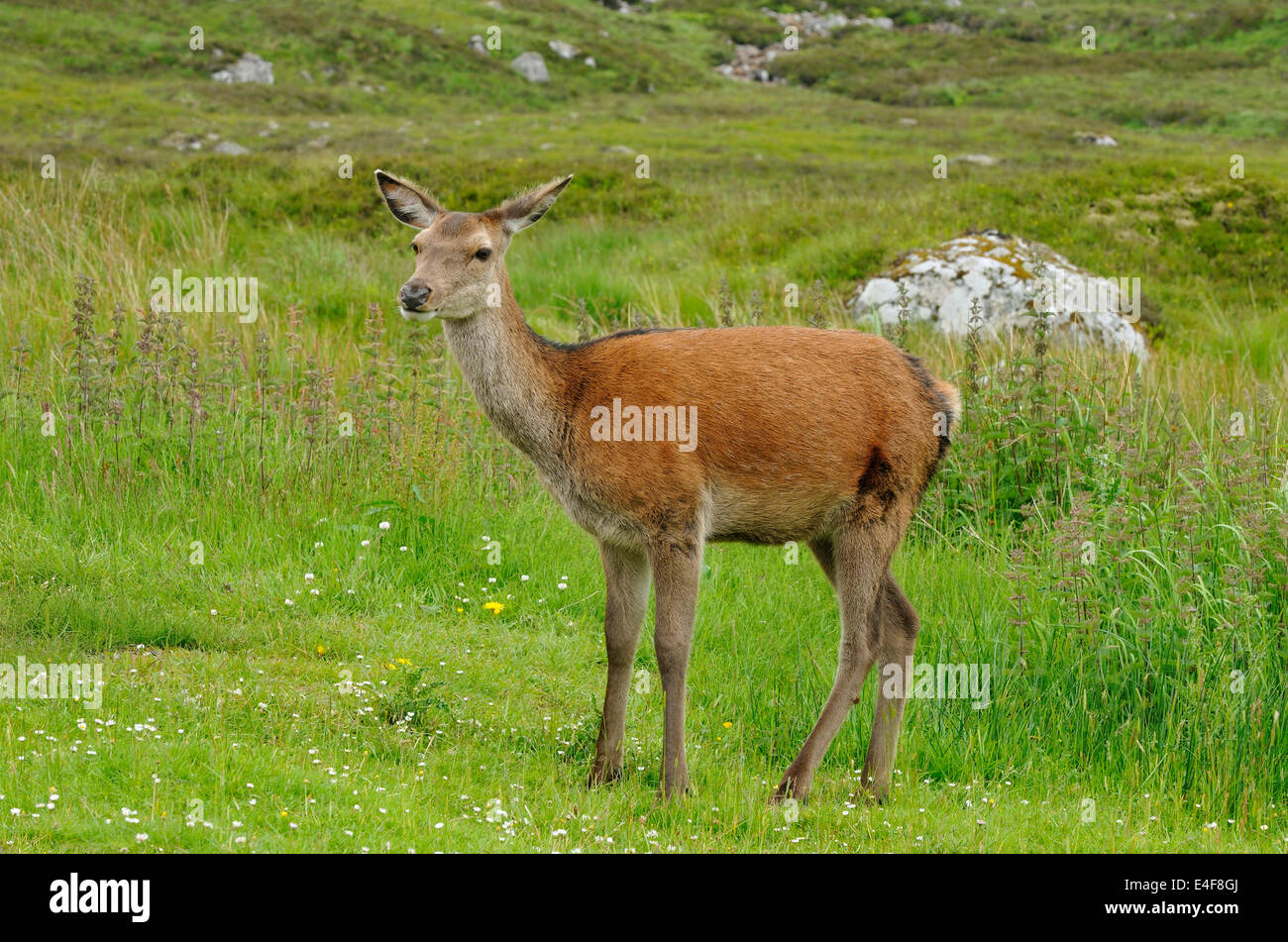 Red Deer - Cervus elaphus Rannoch Moor, Scotland Stock Photo - Alamy
