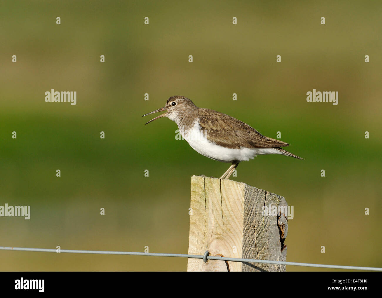 Tringa hypoleucos hi-res stock photography and images - Alamy