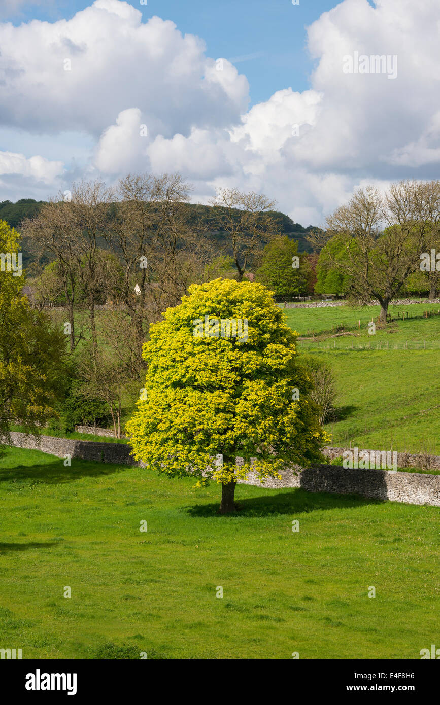 Spring in Derbyshire Stock Photo - Alamy