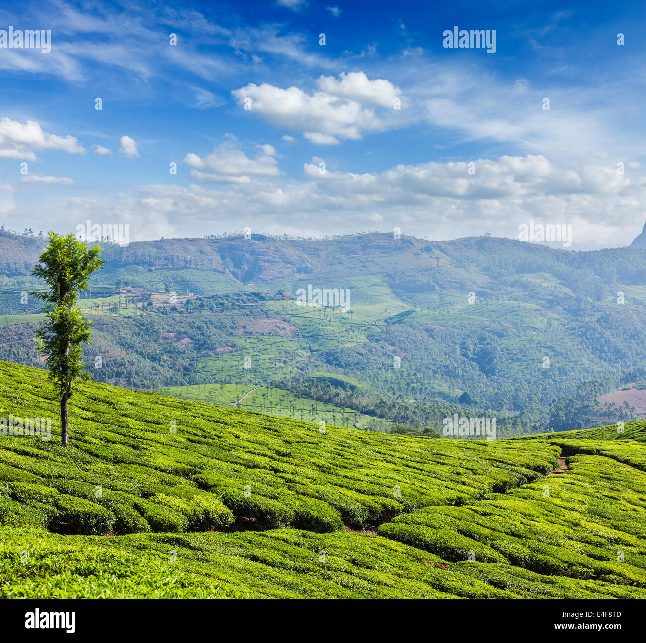 Kerala India travel background - green tea plantations in Munnar ...