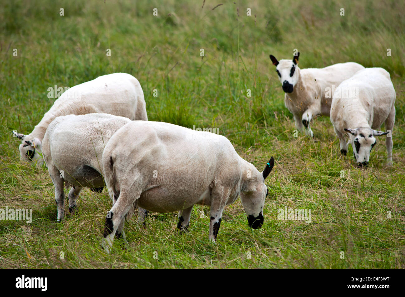Sheared sheep hi-res stock photography and images - Alamy