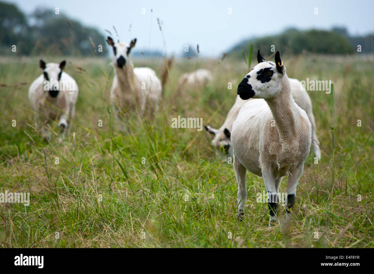 Sheared sheep hi-res stock photography and images - Alamy