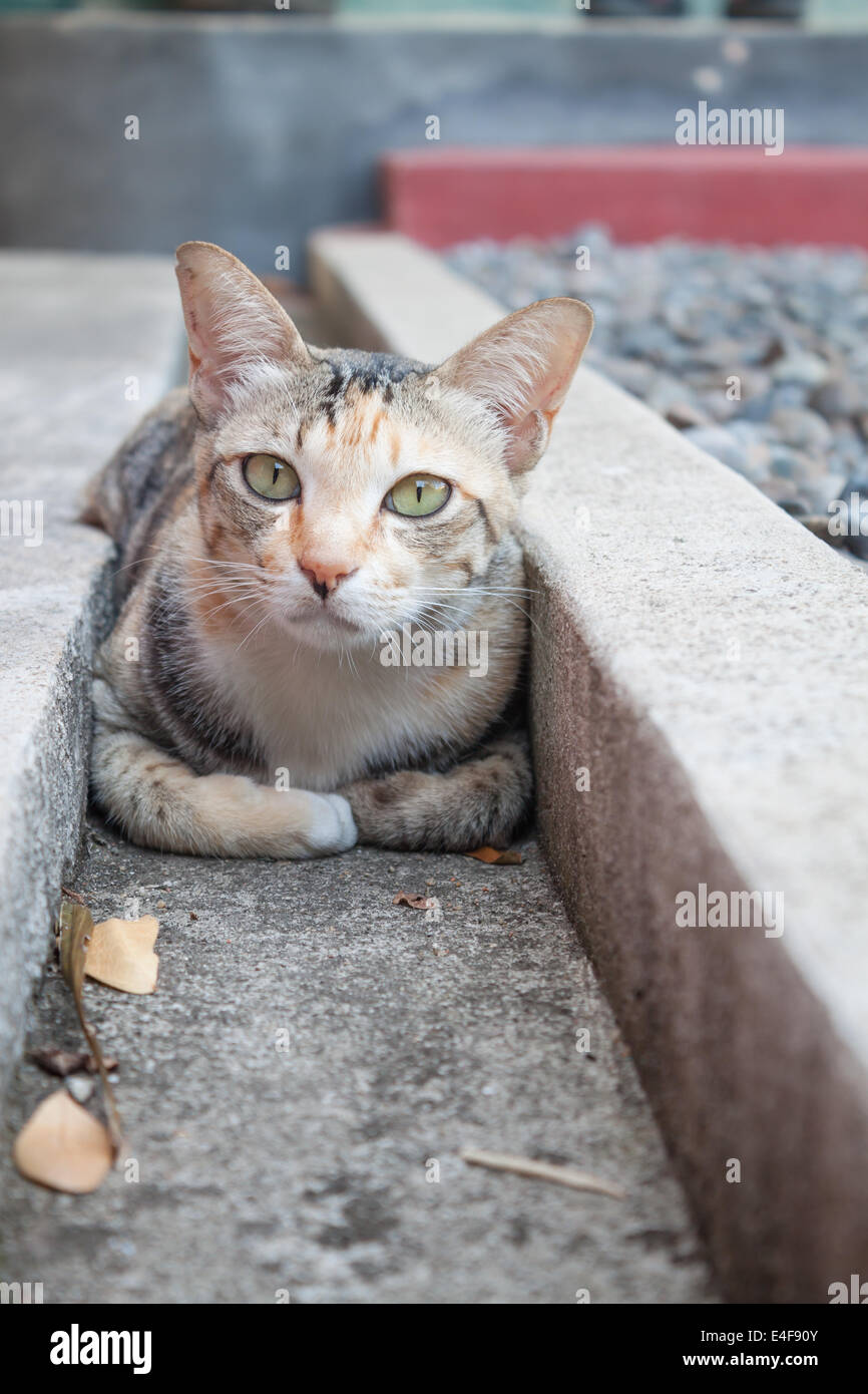 Cat laying down hi-res stock photography and images - Alamy