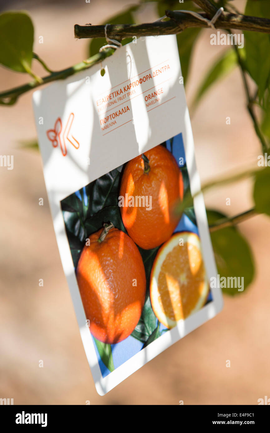 An Orange tree planted in Sivota, Greece Stock Photo - Alamy