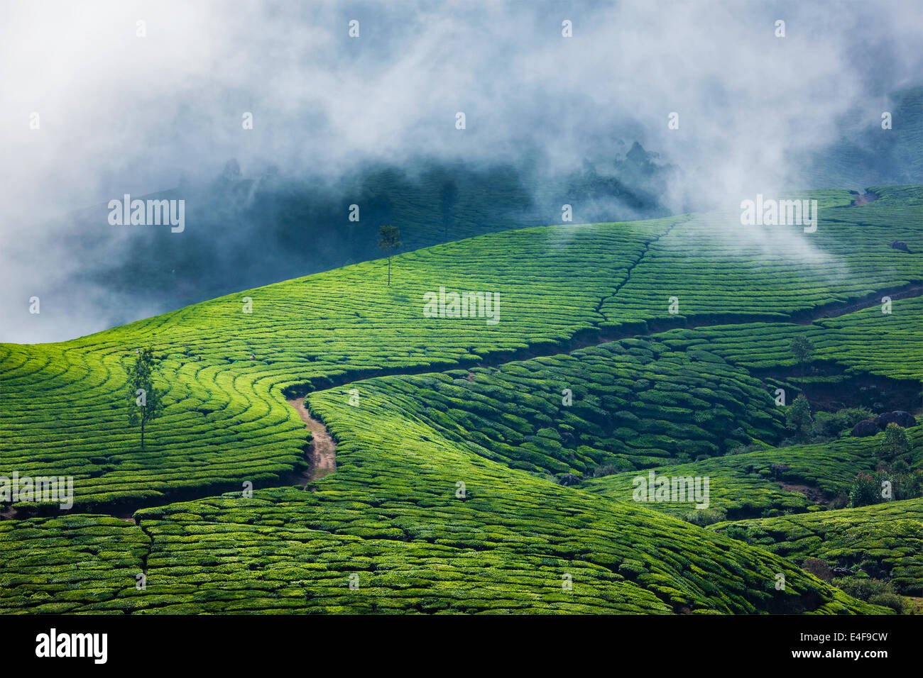 Kerala India travel background - green tea plantations in Munnar ...