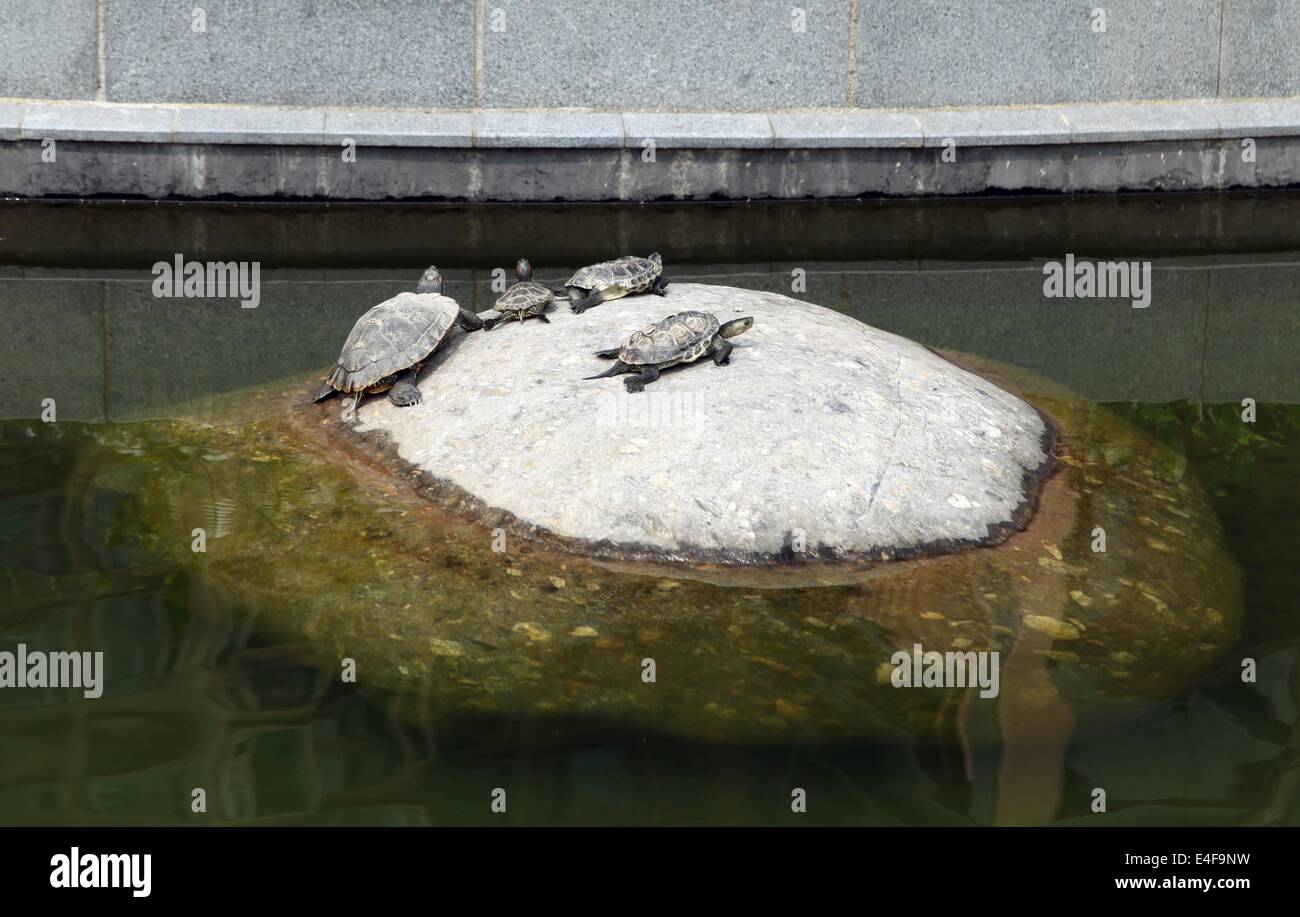 Turtles on a rock hi-res stock photography and images - Alamy